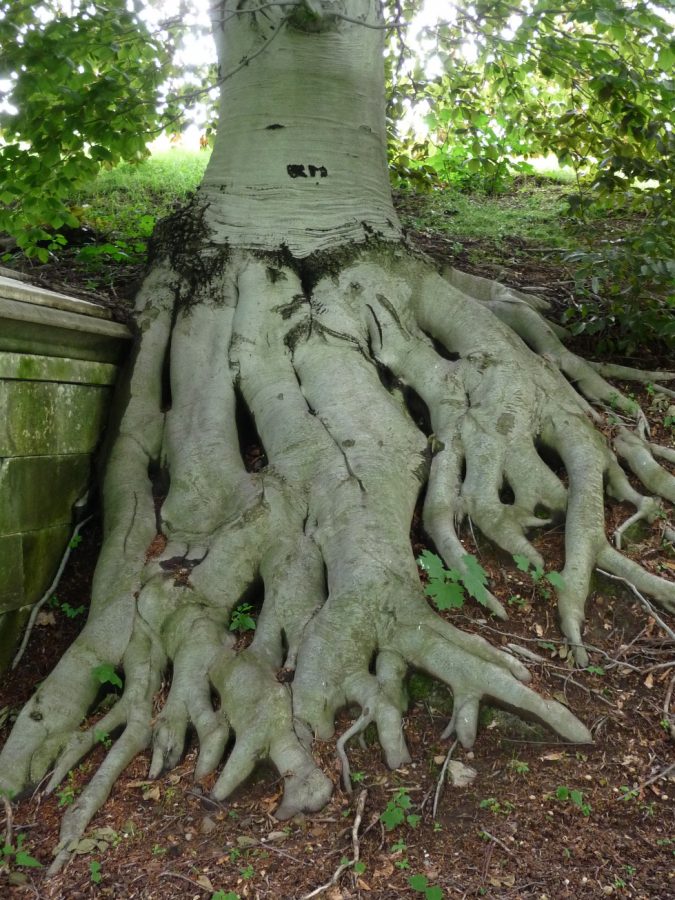 Photographs Of Natural Beauty In Green-Wood Cemetery